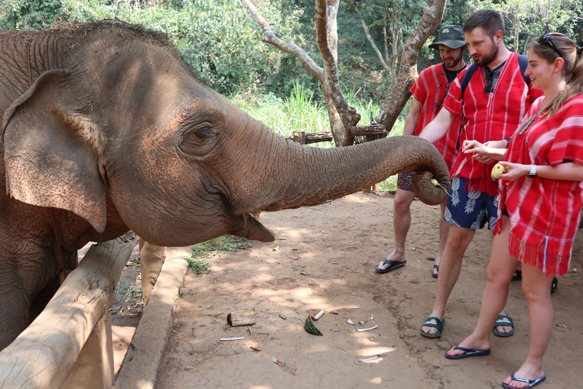 Bamboo Elephant Family Care - Elephants - Chiang Mai